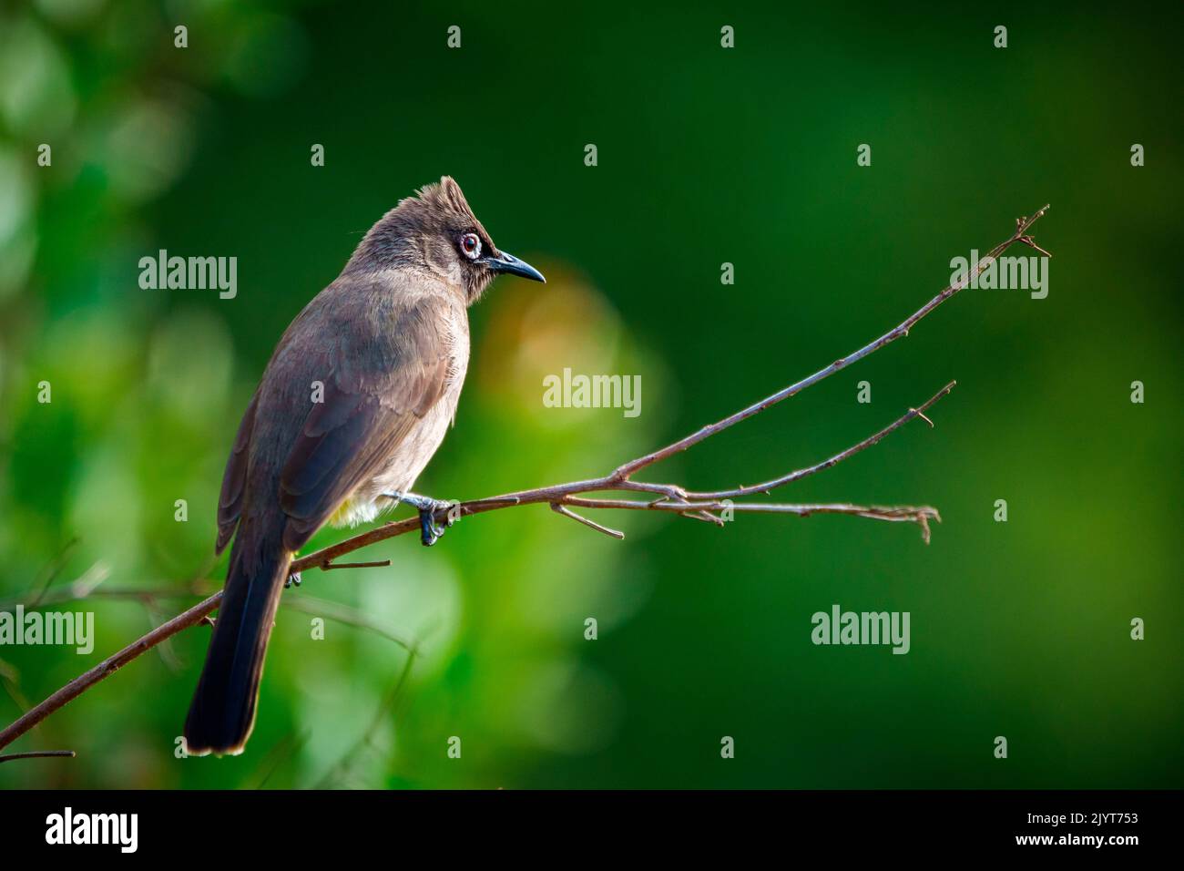 Cape bulbul (Pycnonotus capensis) perched on a tree branch. Cape Town ...