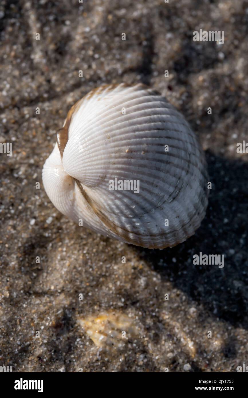 Common cockle (Cerastoderma edule) washed up on beach, Cotes-d'Armor ...