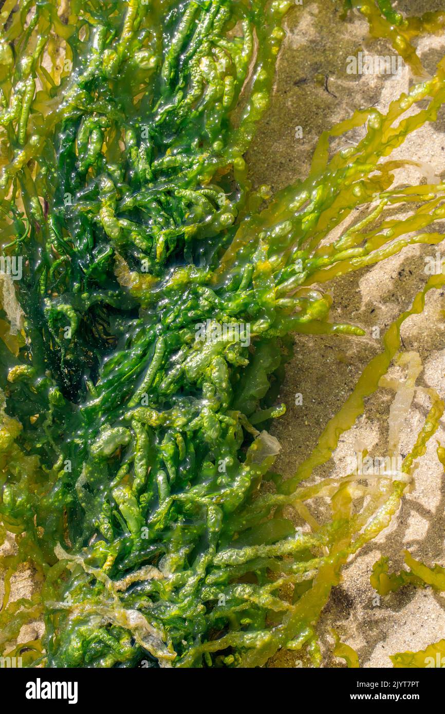 Gutweed (Ulva intestinalis) in intertidal pool, Cotes-d'Armor, France ...