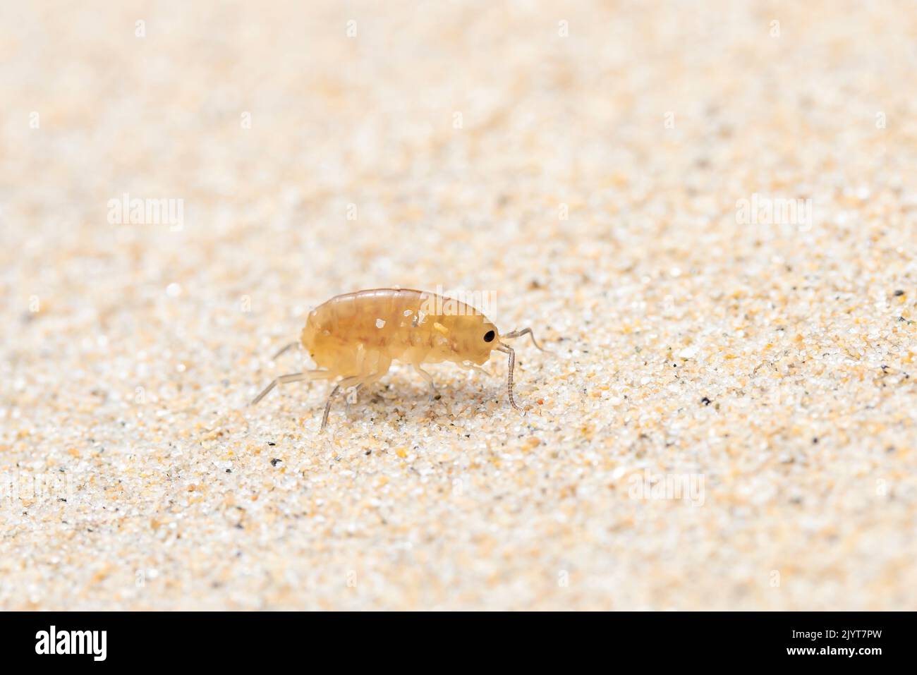 Sand hopper (Talitridae sp.) on beach strandline, Brehat, Cotes-d'Armor ...
