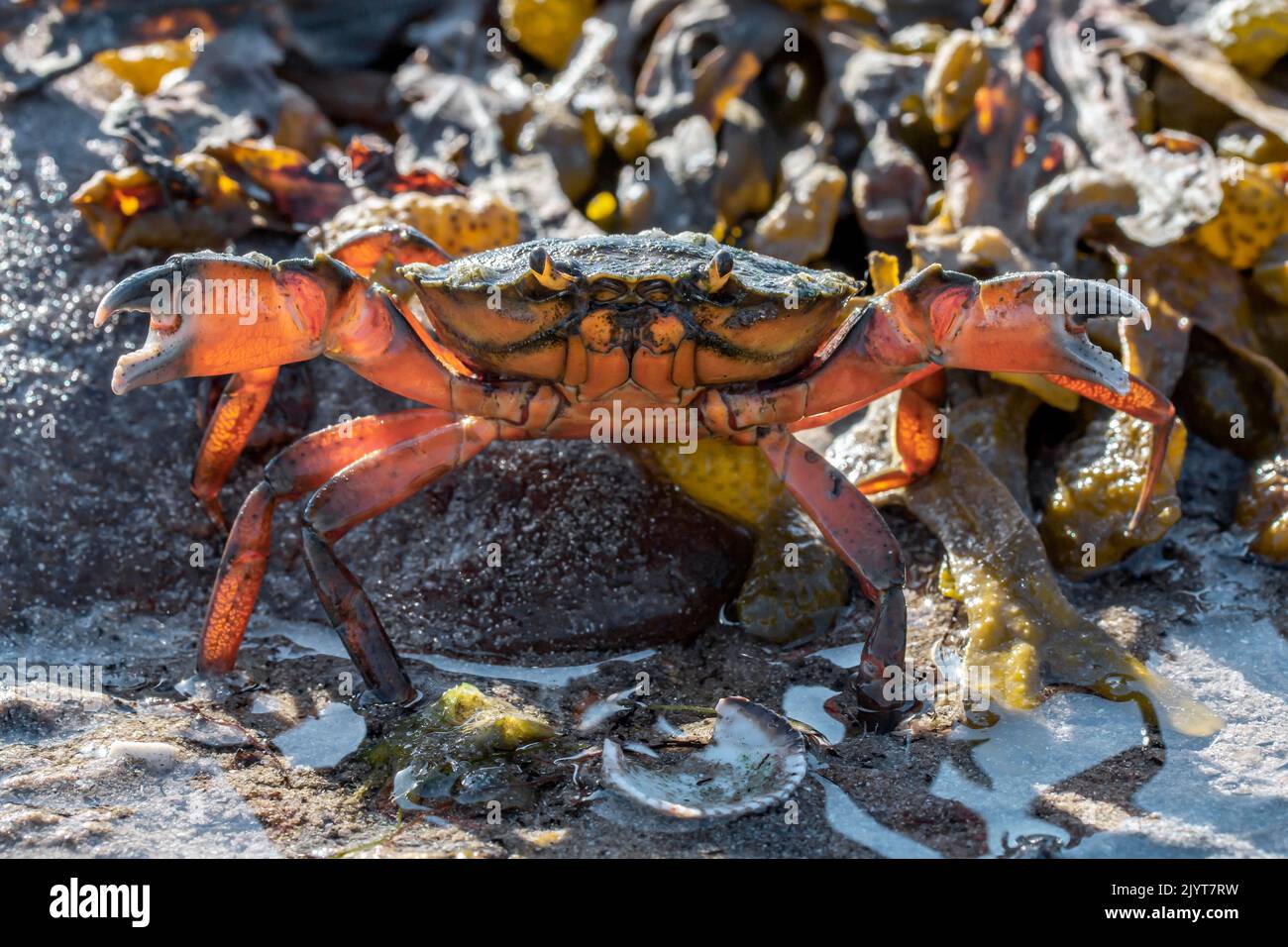 Common shore crab (Carcinus maenas) in threat display, Cotes-d'Armor ...