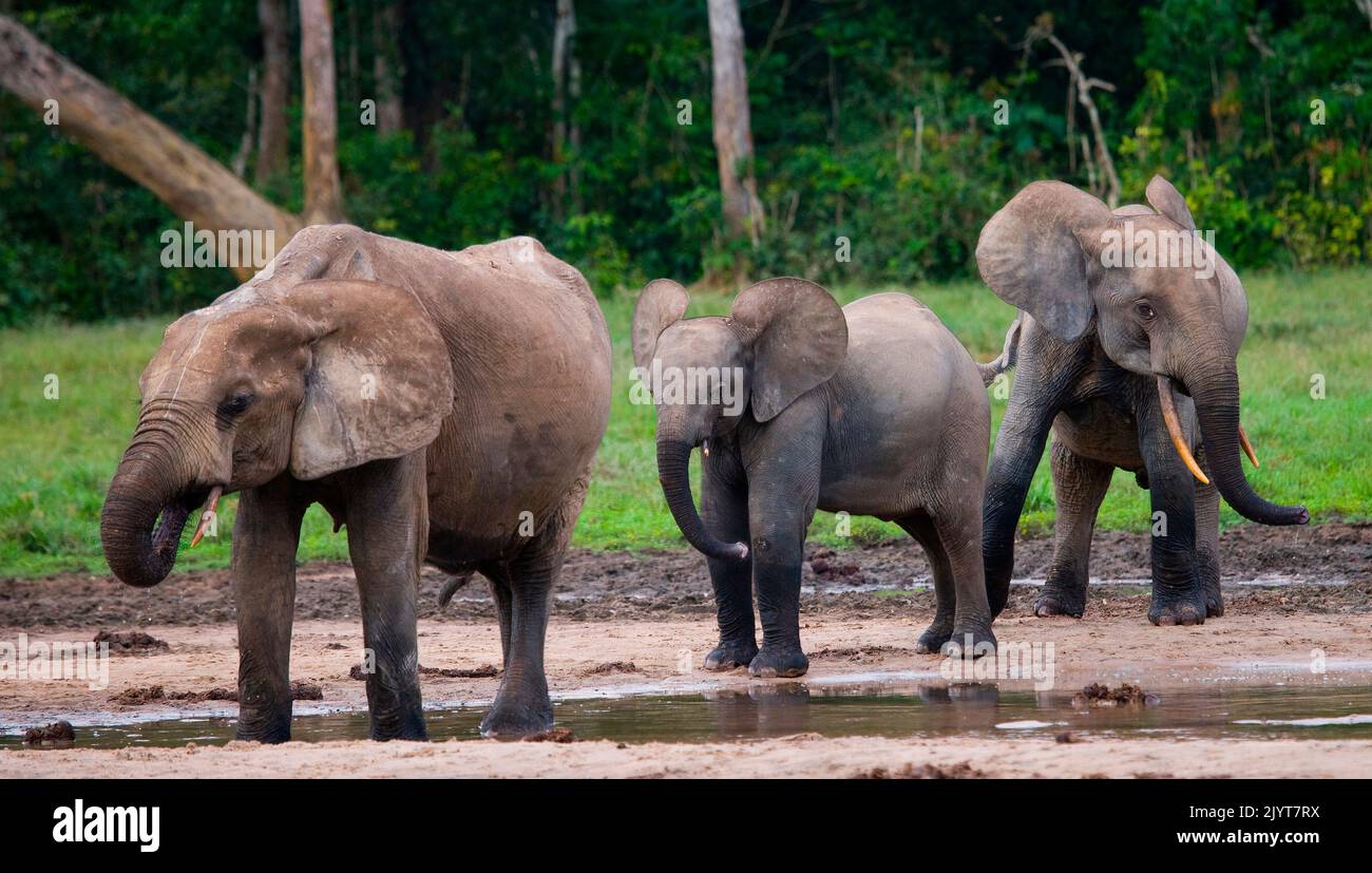 Congo rainforest plants hi-res stock photography and images - Alamy