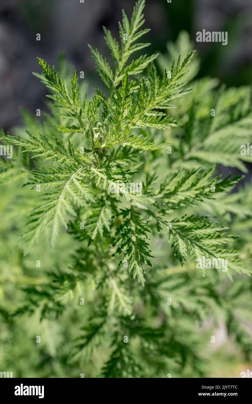 Sweet wormwood (Artemisia annua) in july, Vaucluse, France Stock Photo ...