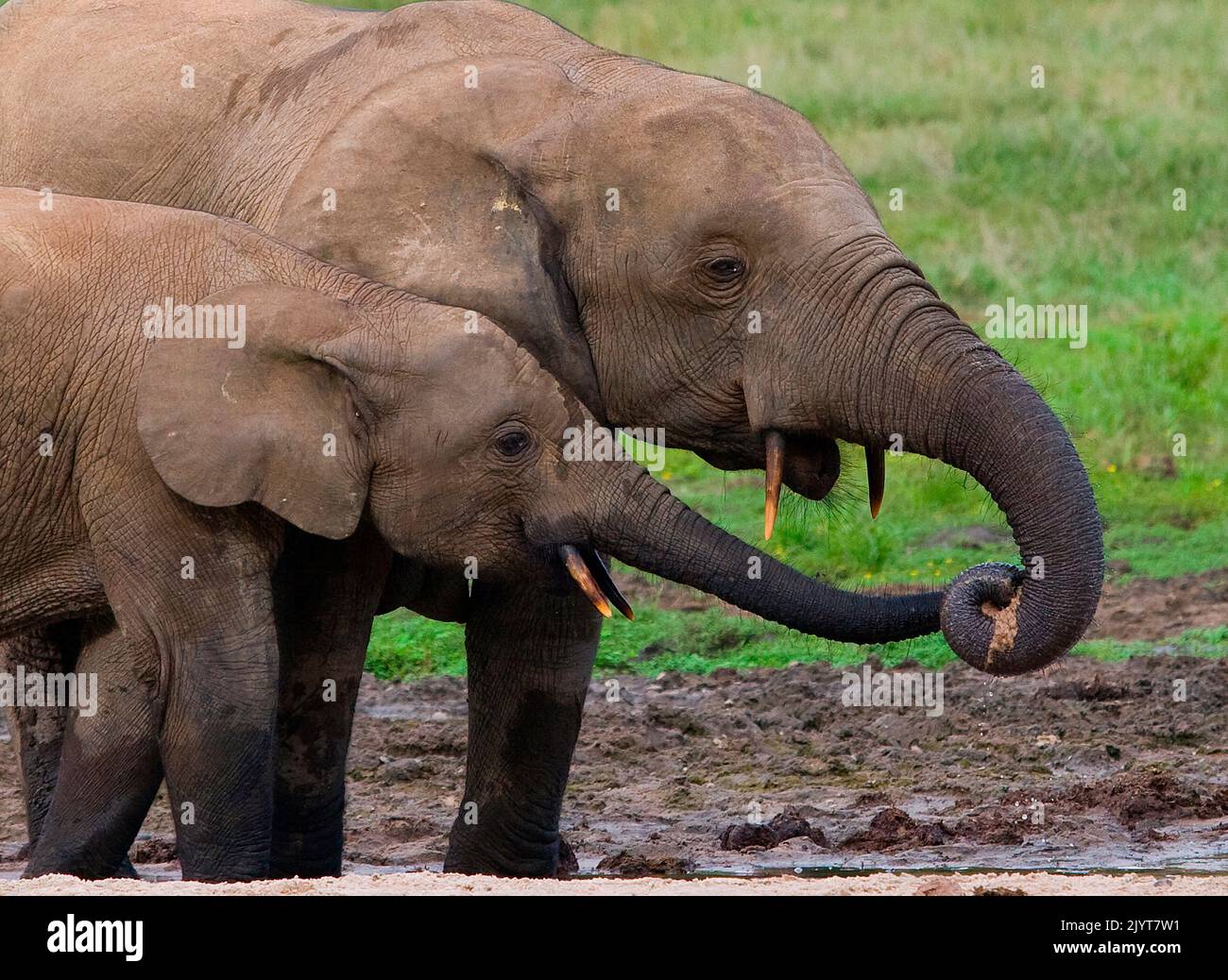 Female African forest elephant (Loxodonta cyclotis) with a baby ...