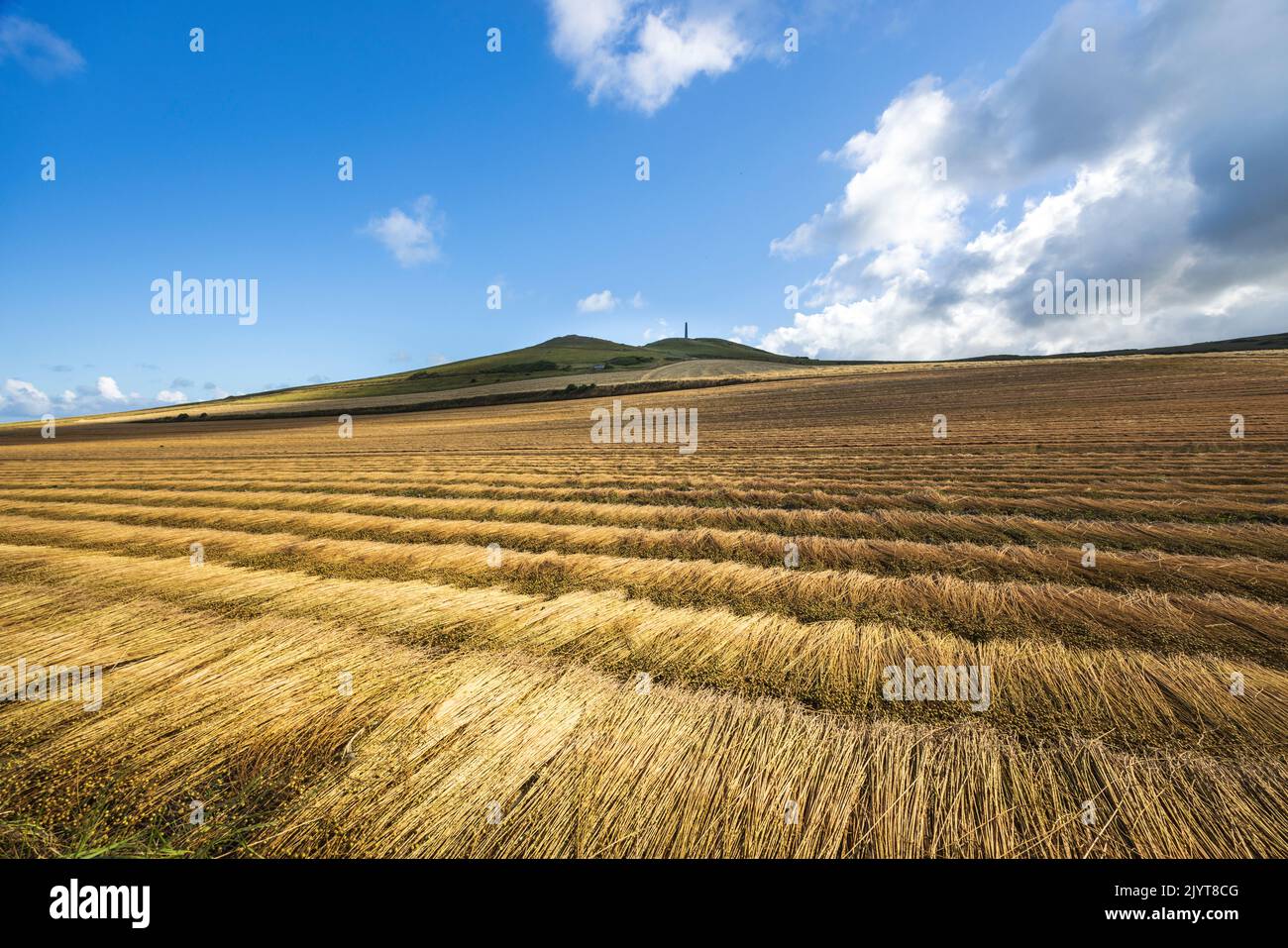 Flax after harvesting for drying in summer, Pas de Calais, France Stock ...