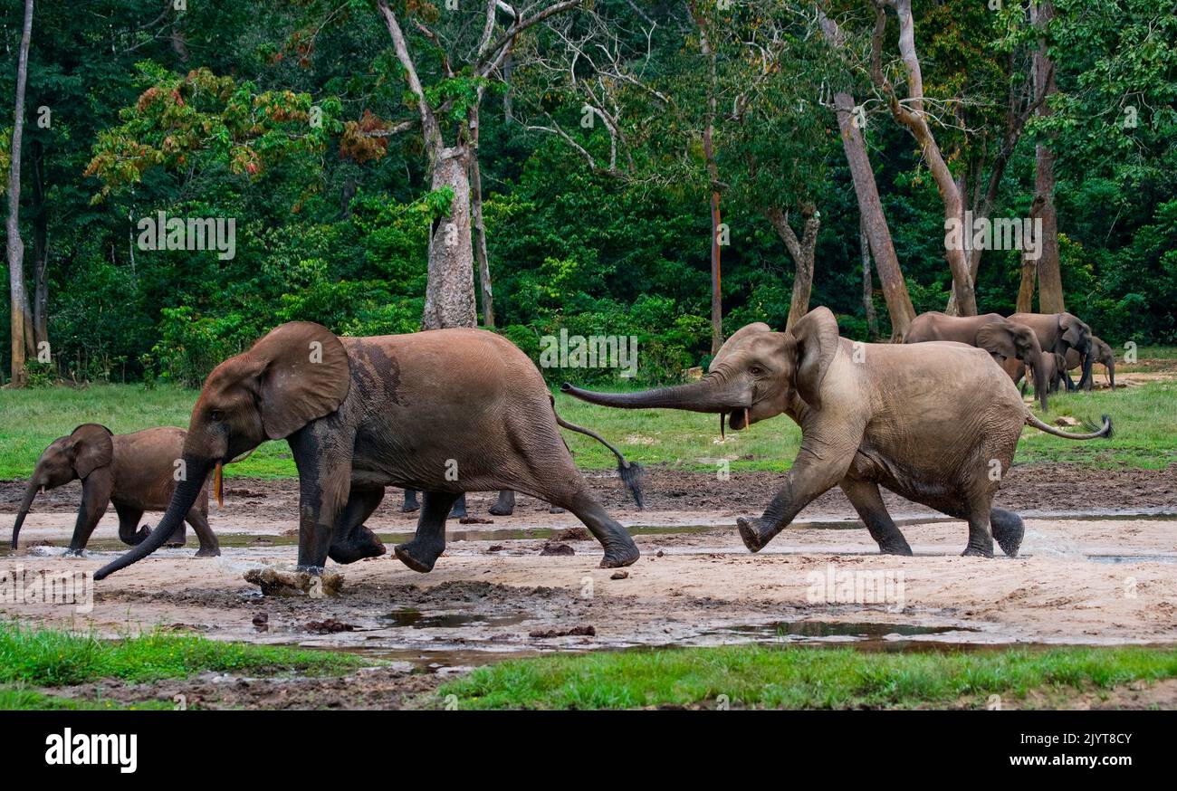 Congo rainforest plants hi-res stock photography and images - Alamy