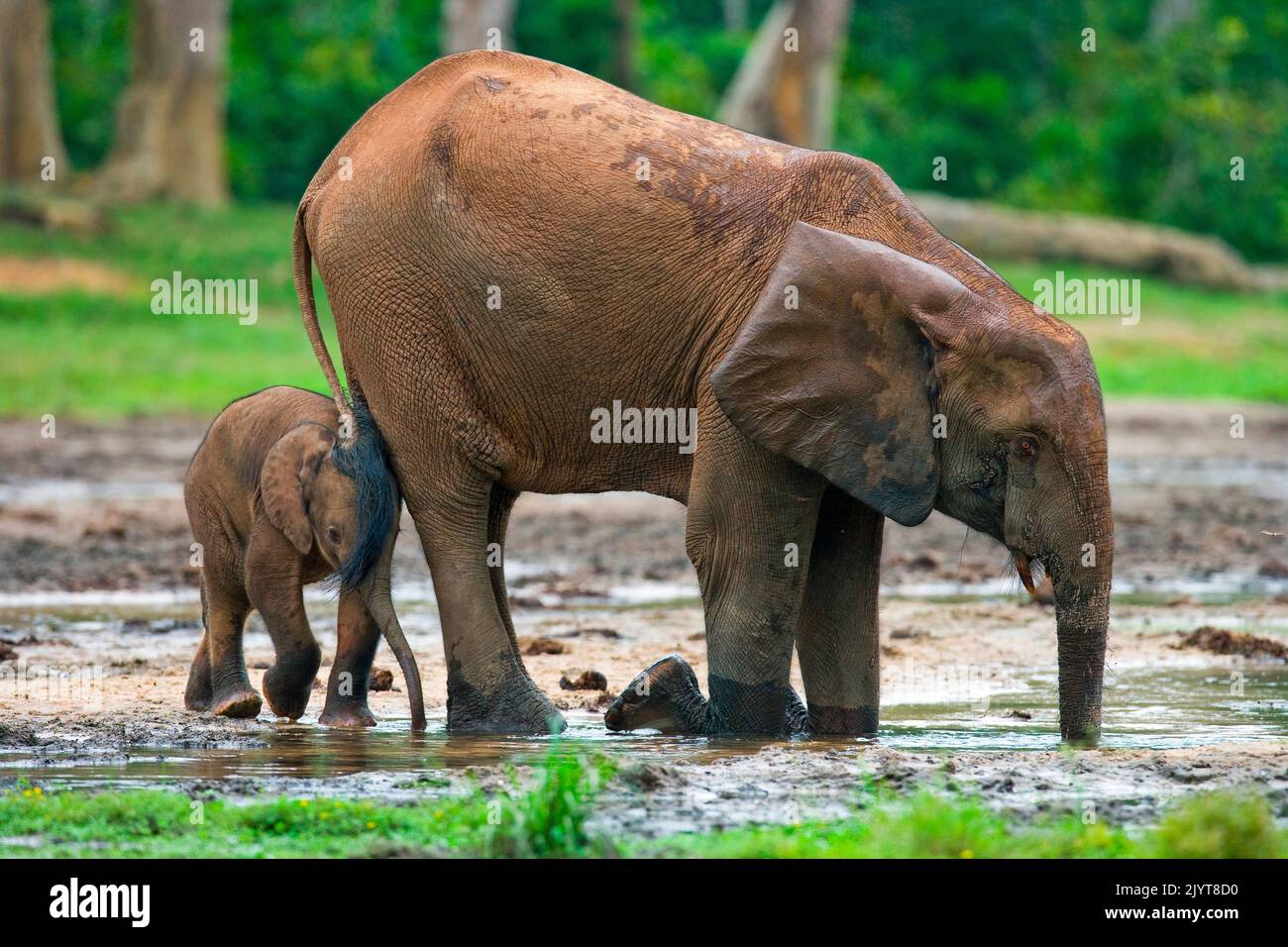 Loxodonta cyclotis profile hi-res stock photography and images - Alamy