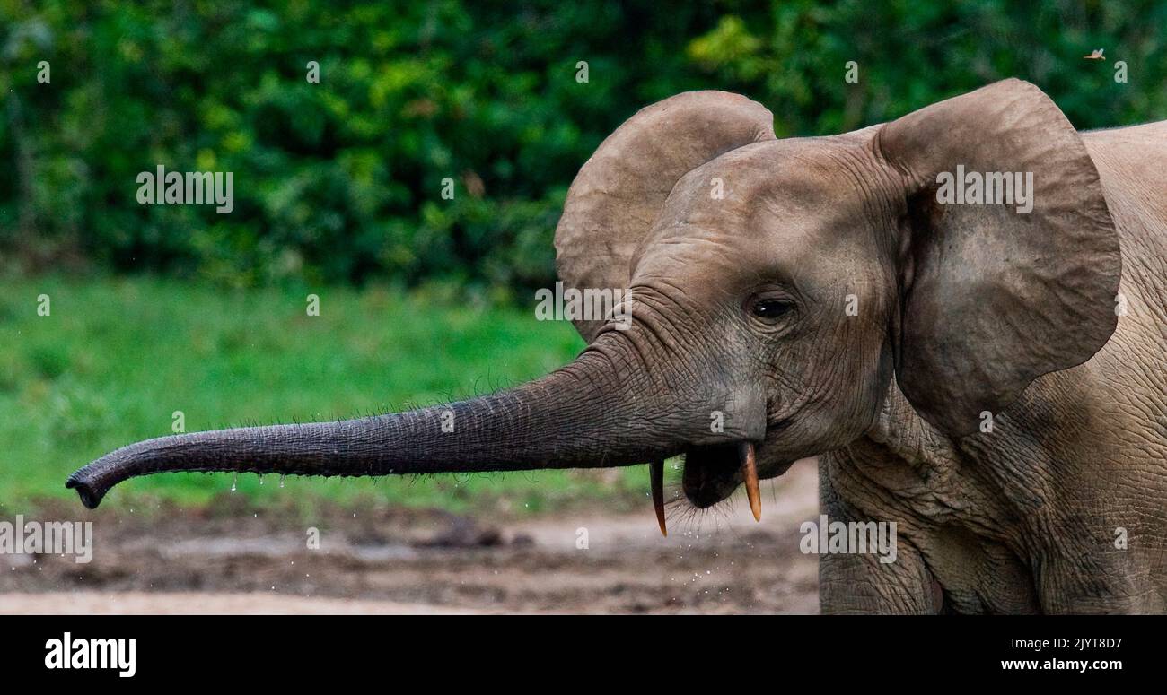 Congo rainforest plants hi-res stock photography and images - Alamy