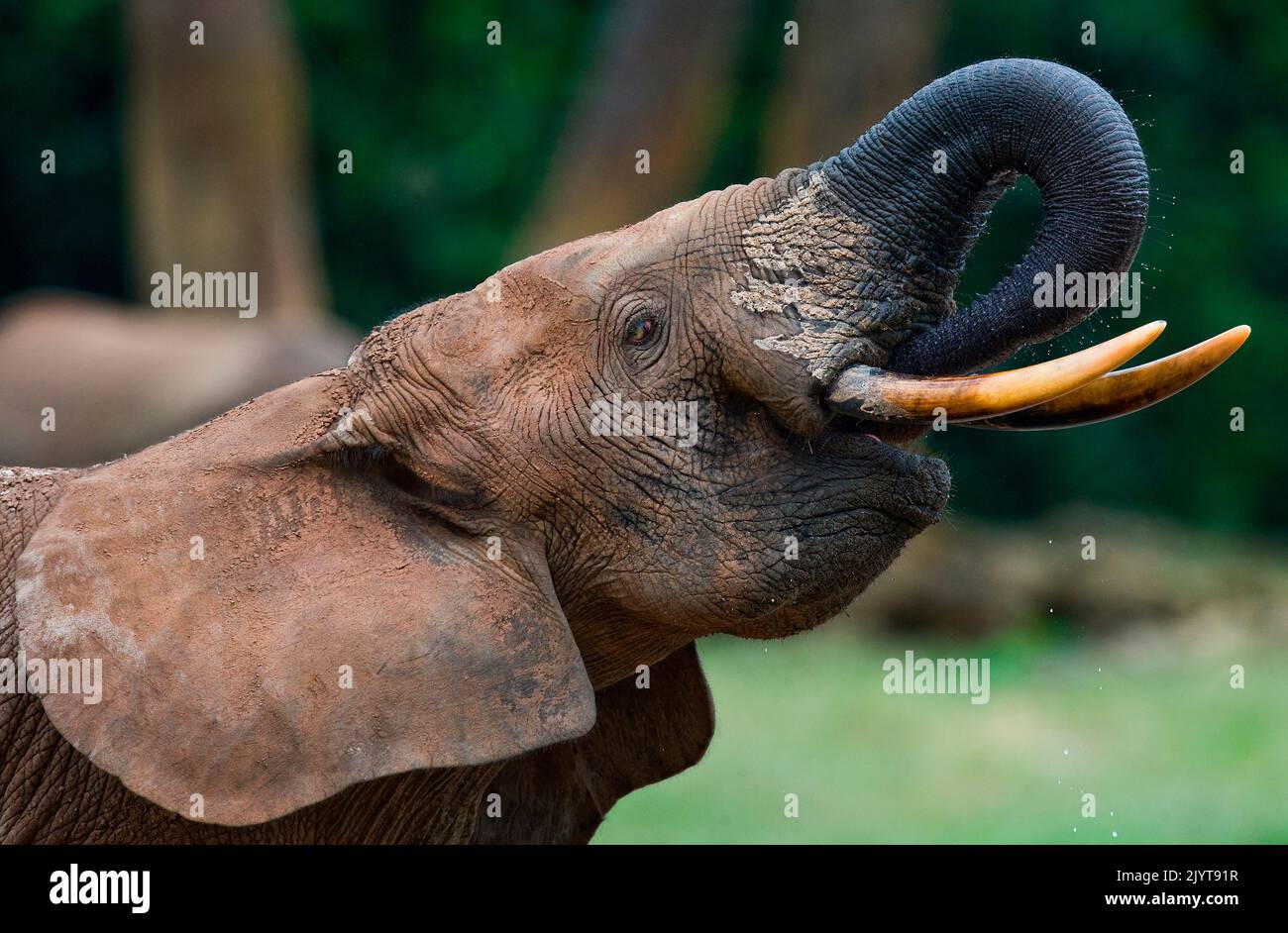 Congo rainforest plants hi-res stock photography and images - Alamy