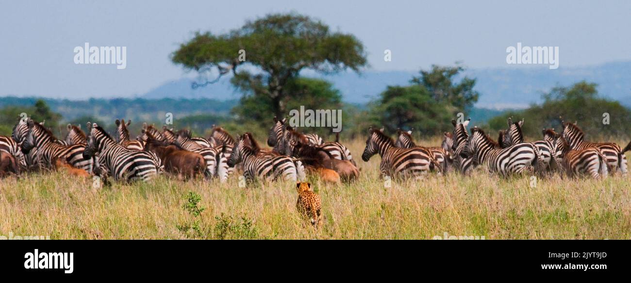 Cheetah Hunting Zebra