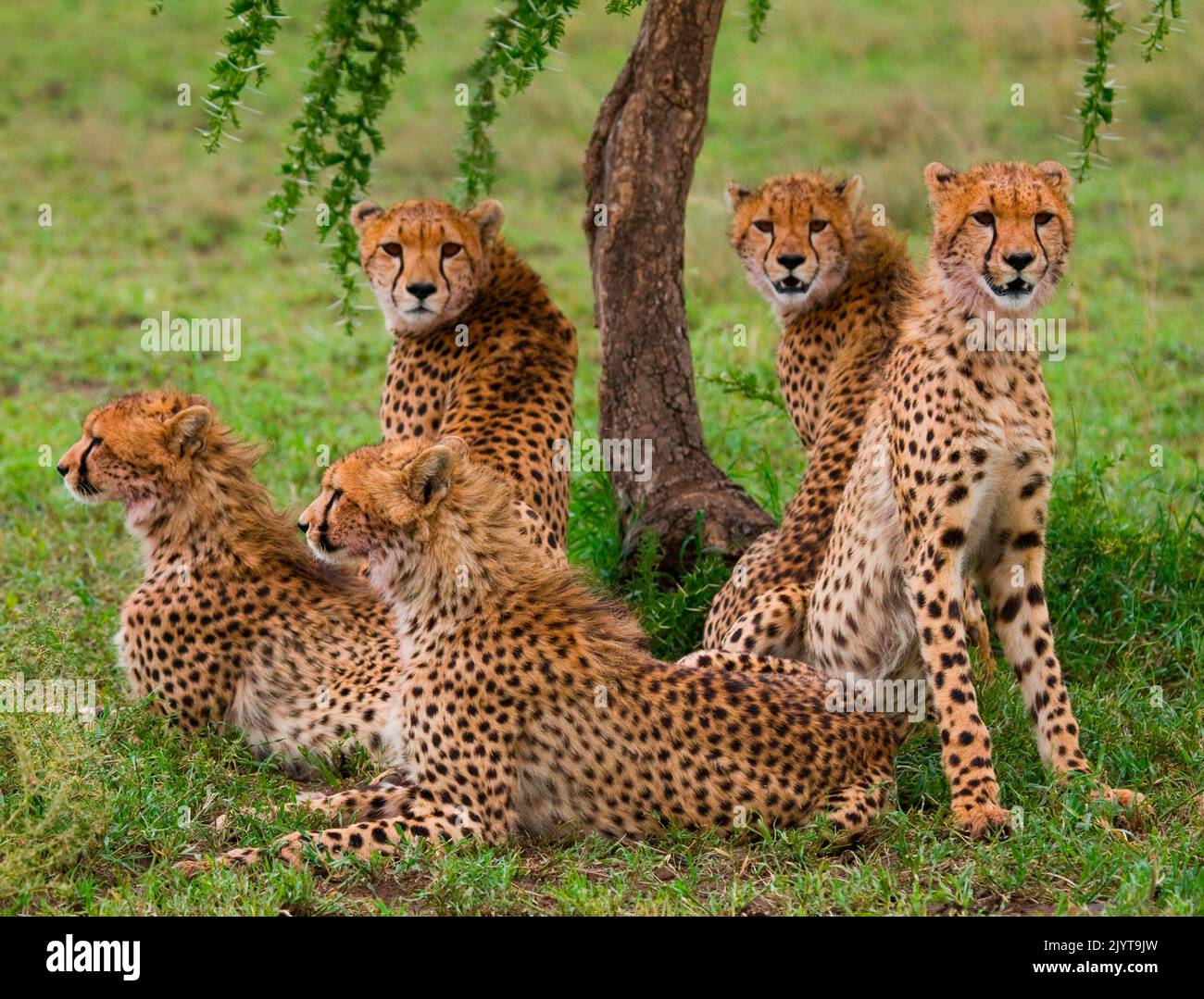 Five cheetahs (Acinonyx jubatus) in the savannah. Kenya. Tanzania ...