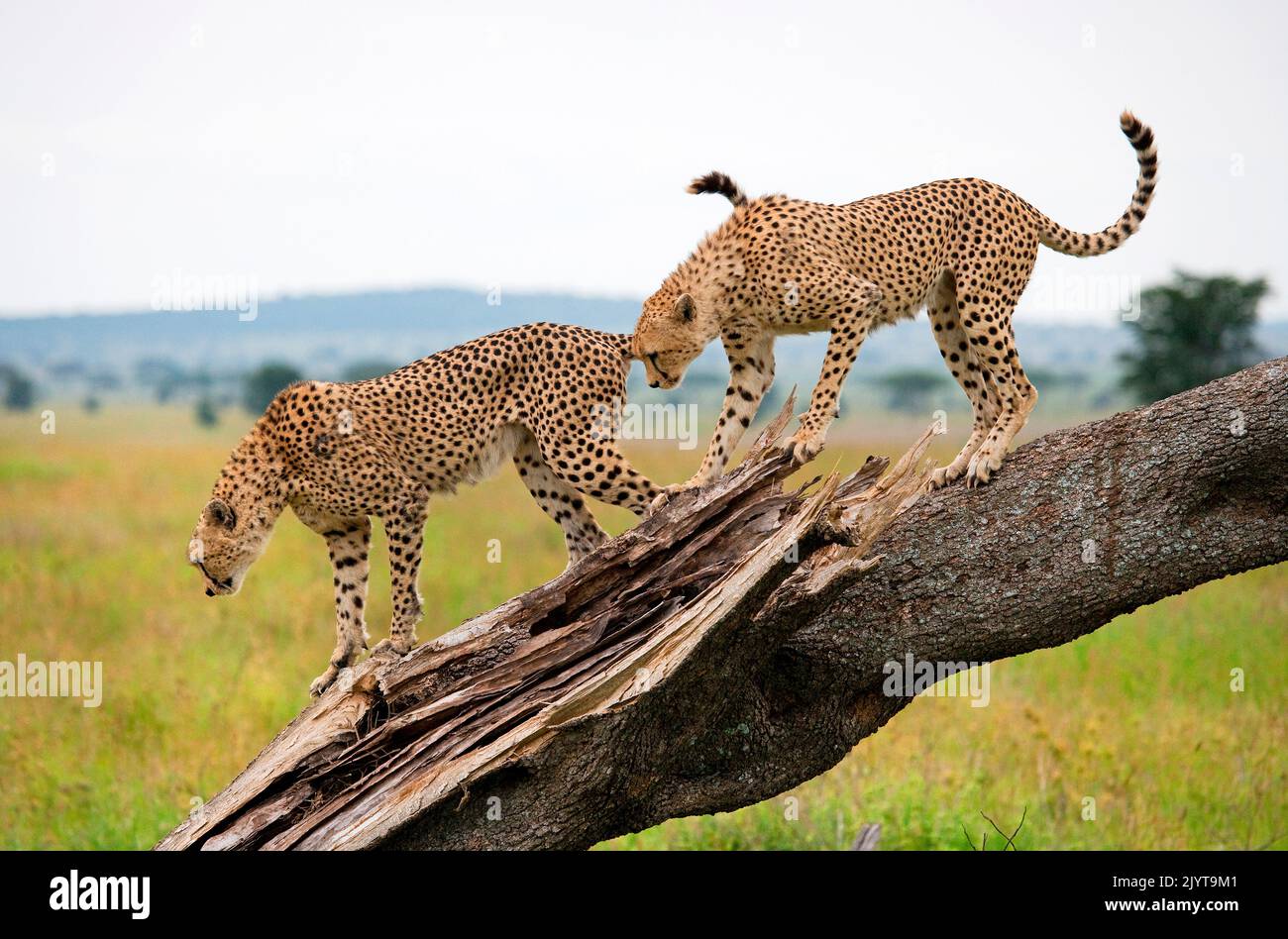 Two cheetahs (Acinonyx jubatus) on a tree. Kenya. Tanzania. Africa ...