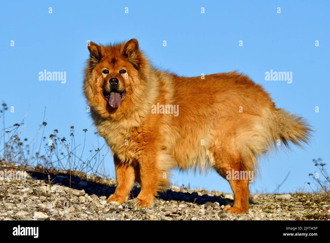 Eurasian dog, adult female Stock Photo - Alamy