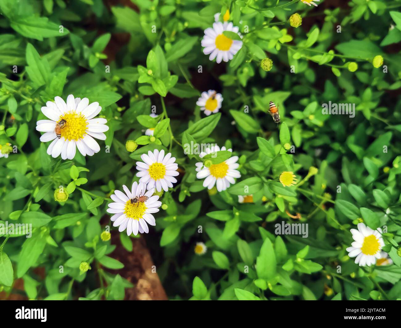 Honey Bee on daisy flowers in meadow. Insect sits on white flower of ...