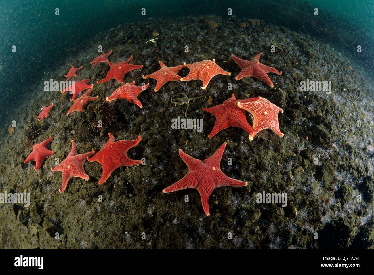 Sea star field, Odontaster validus, Antarctic Peninsula, Antarctica ...