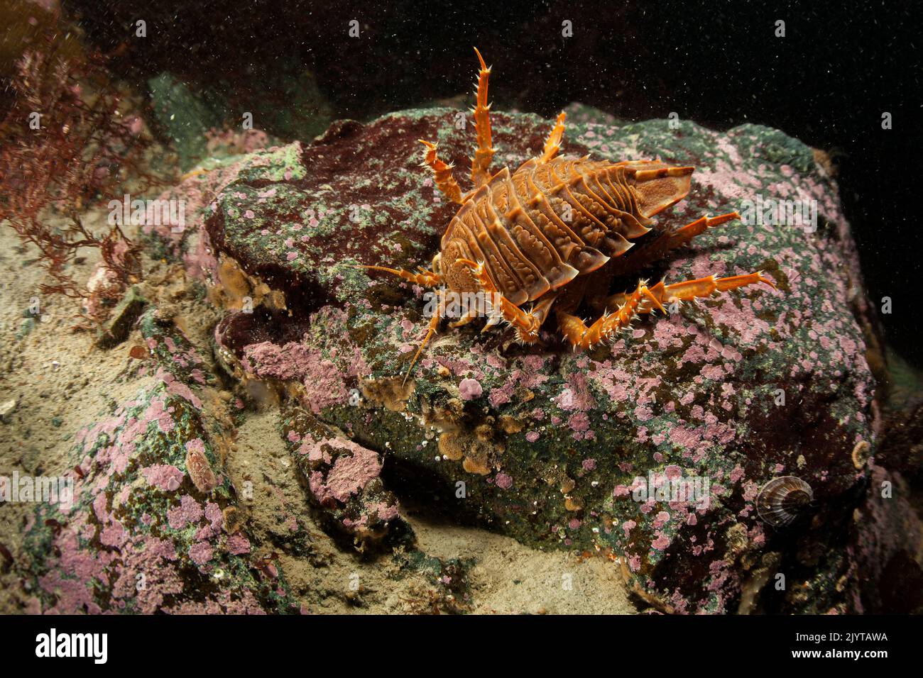 Antarctic giant isopod glyptonotus antarcticus hi-res stock photography ...