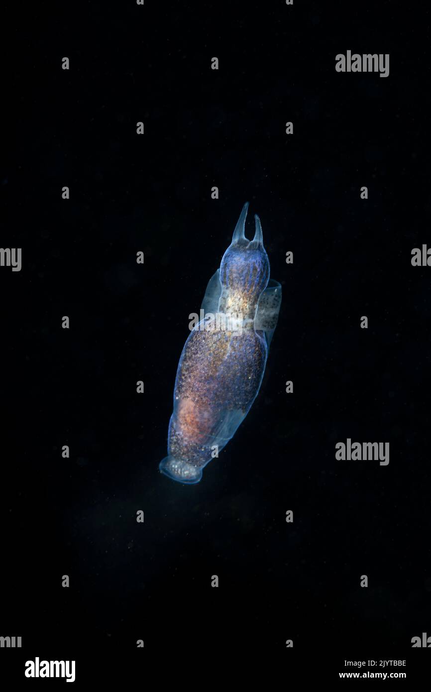 Sea angels (Gymnosomata's group) are a large group of extremely small ...