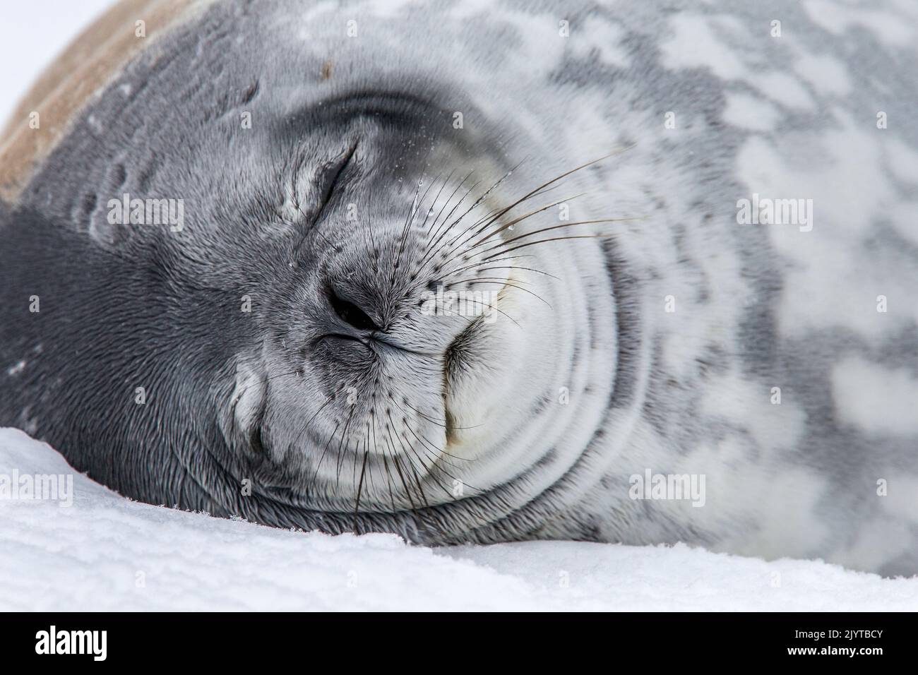 Sleeping Weddell seal (Leptonychotes weddellii) is a relatively large ...