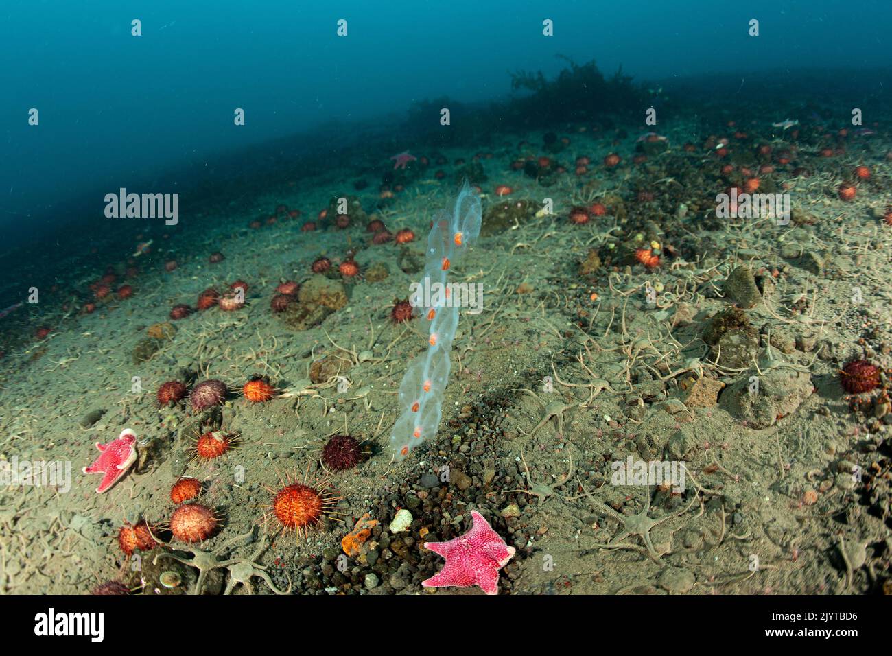 Salpa sp hi-res stock photography and images - Alamy