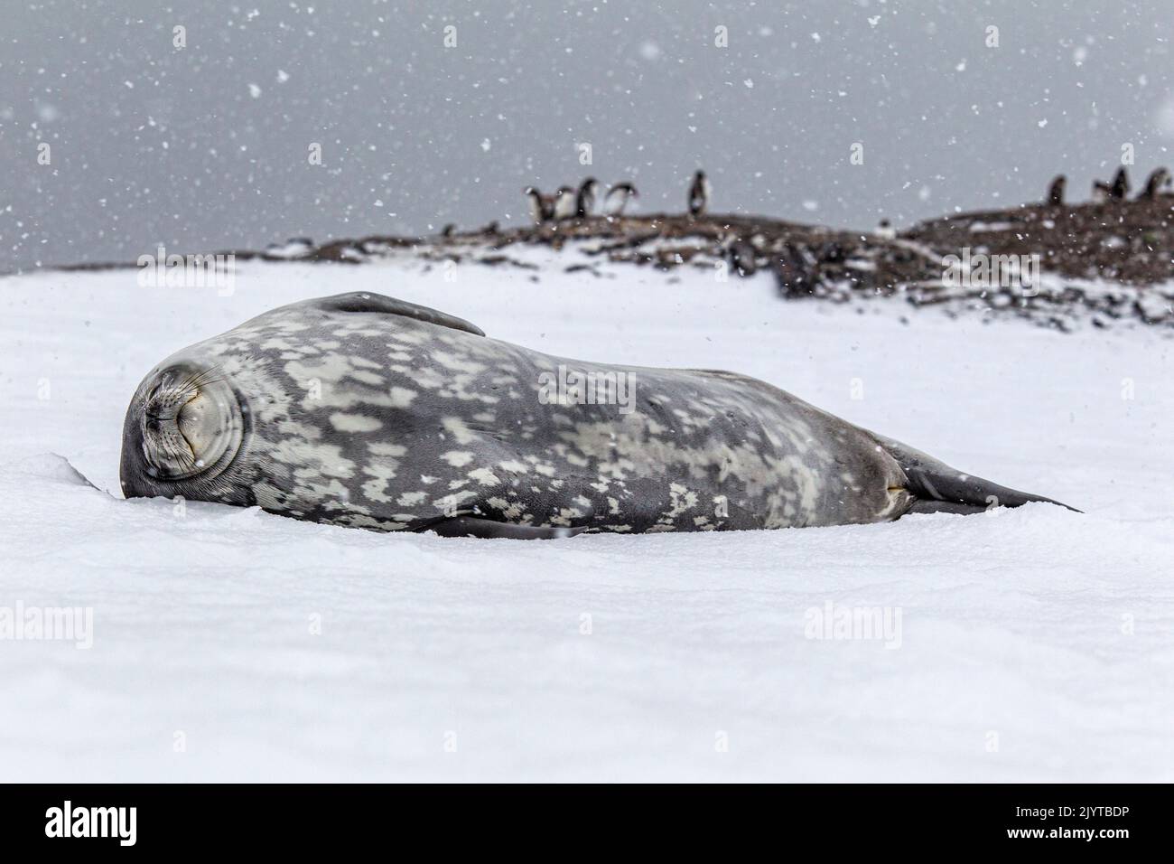 Weddell seal sleeping (Leptonychotes weddellii) is a relatively large ...