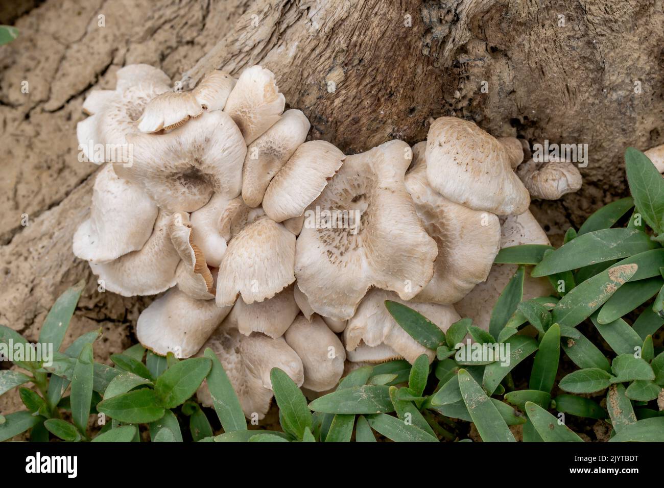 Tiger sawgill (Lentinus tigrinus) cluster growing on Willow (Salix sp ...