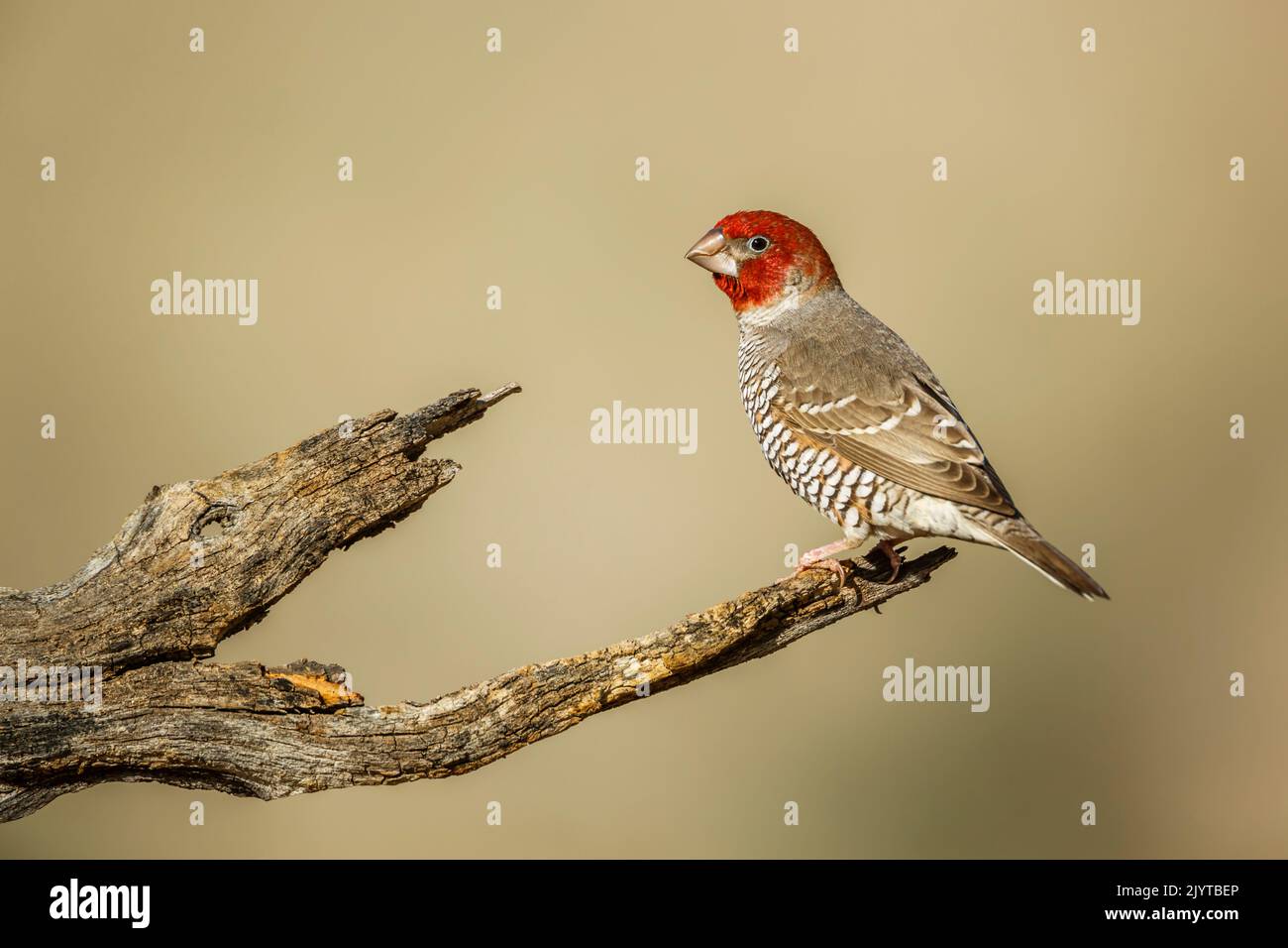 Red headed Finch (Amadina erythrocephala) male standing on a log in ...