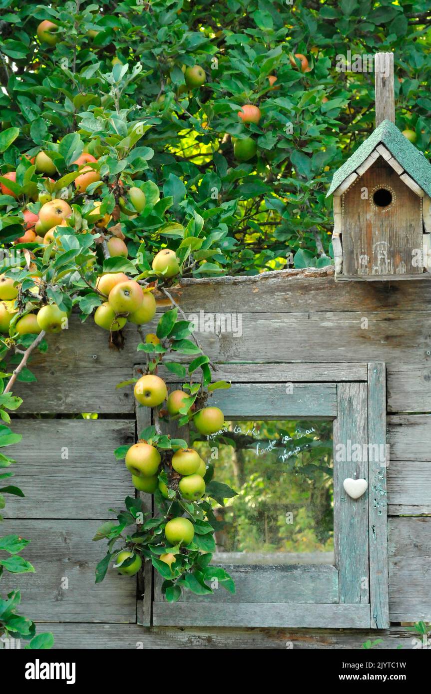 Fruit cage bird hi-res stock photography and images - Alamy