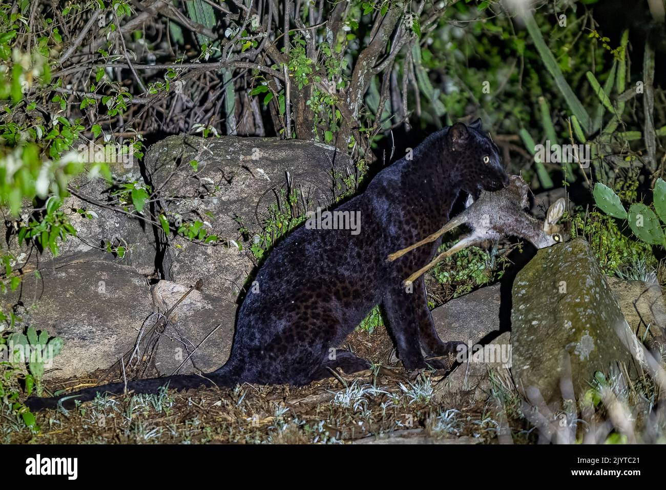 Extremely rare photo of a Black Panther or African Black Leopard ...