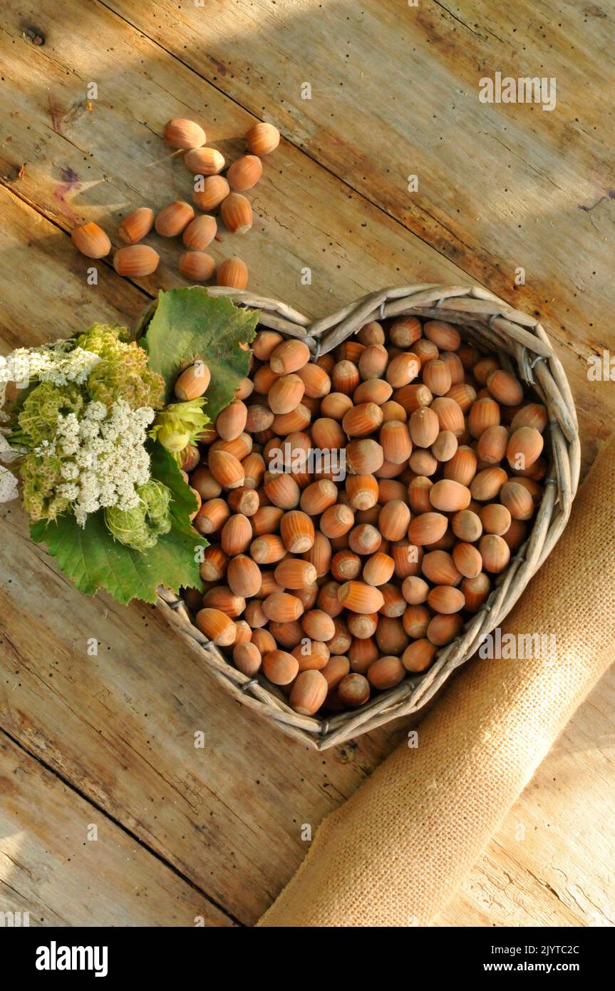 Harvesting hazelnuts, fruit of the hazel tree (Corylus avellana Stock ...