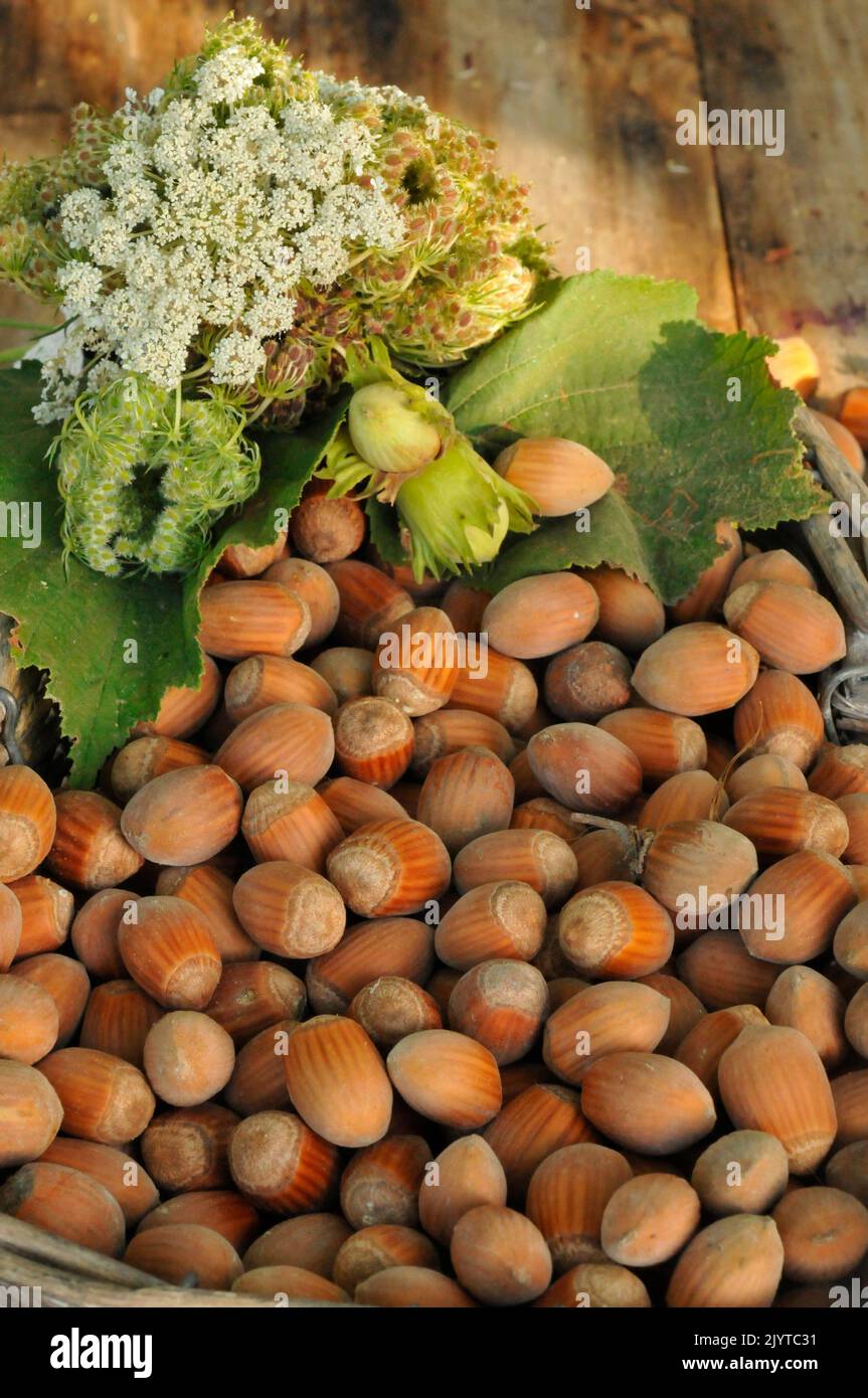 Harvesting hazelnuts, fruit of the hazel tree (Corylus avellana Stock ...