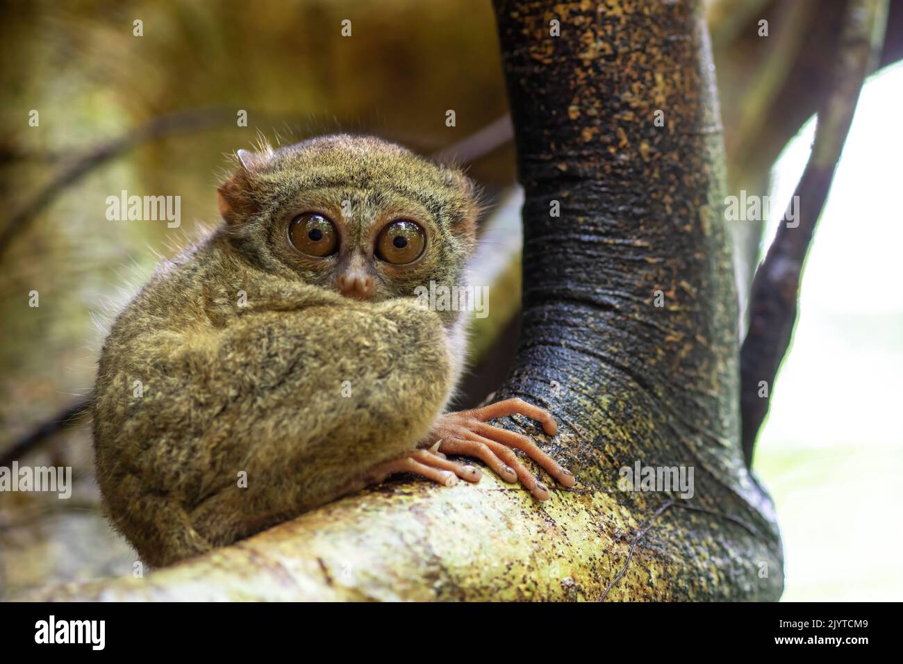Spectral Tarsier