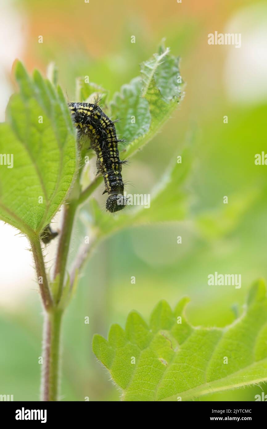 Small tortoiseshell (Aglais urticae) caterpillar eating a leaf nettle ...