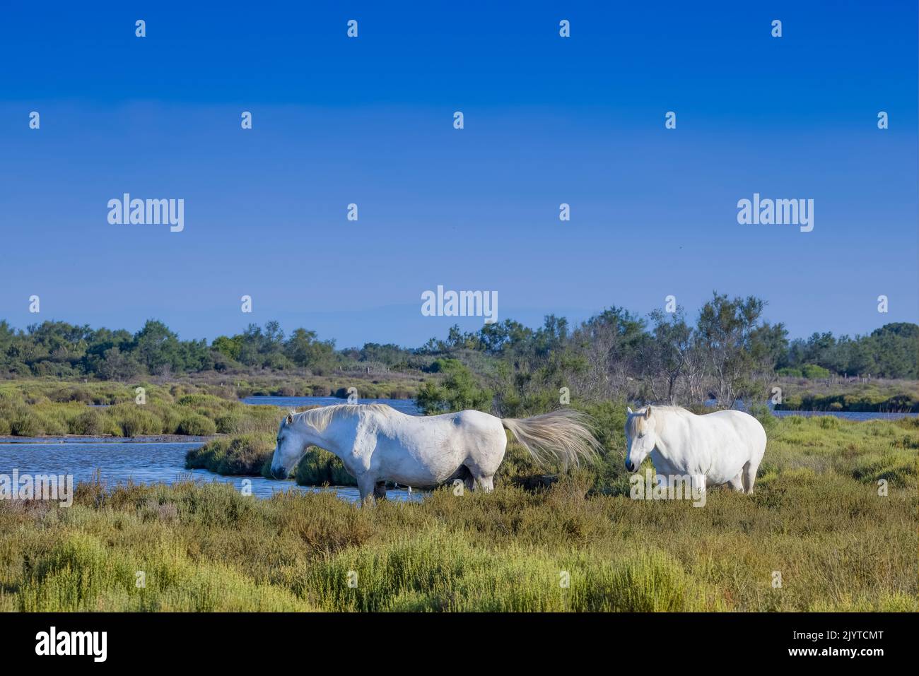 Camargue horse, in a Camargue marsh, France Stock Photo - Alamy