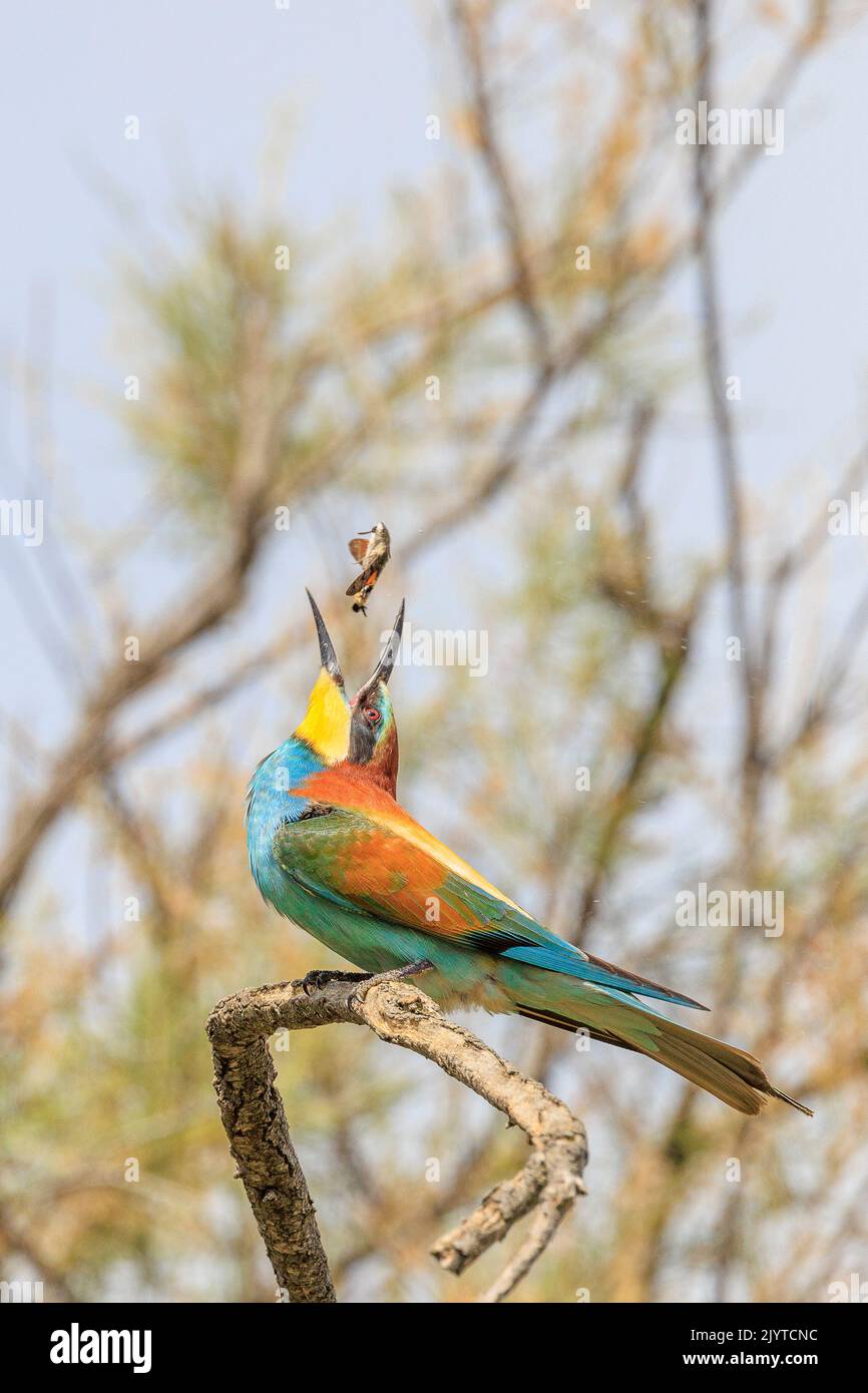 European Bee-eater (Merops apiaster) throwing the Olive Bee Hawk-moth ...