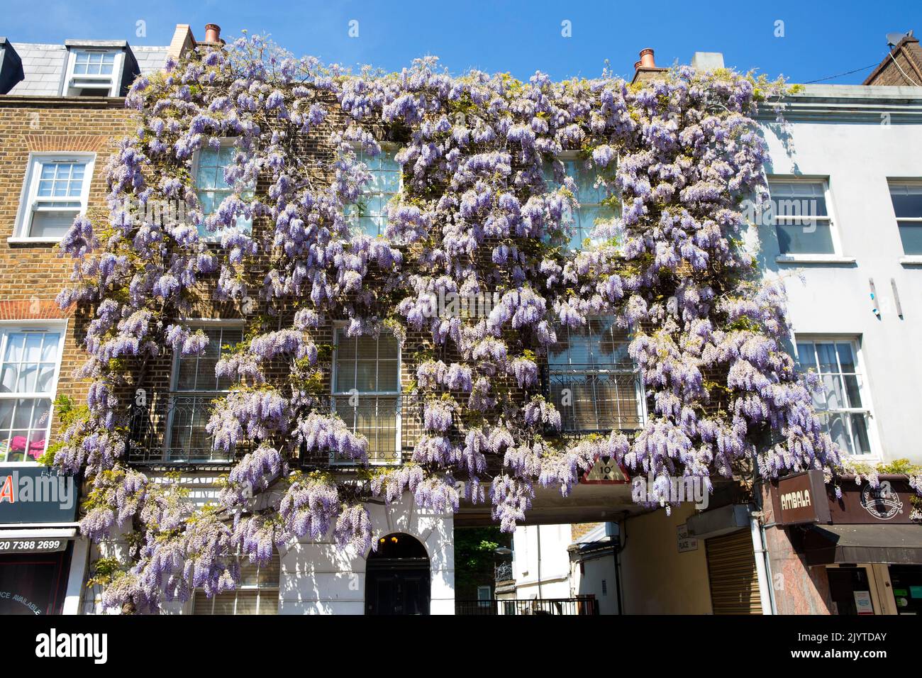 Flowering wisteria on building hi-res stock photography and images - Alamy