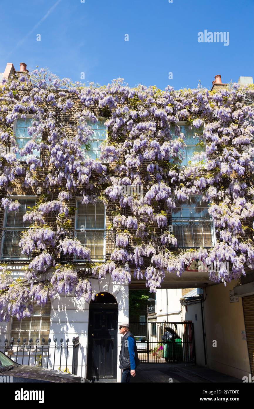 Flowers bloom on the wall of a building in London Stock Photo - Alamy