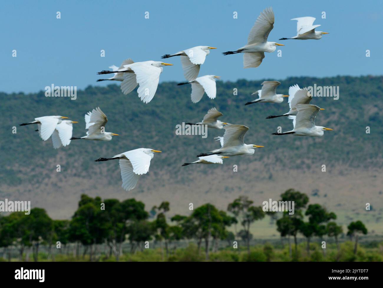 Great egrets (Ardea alba) flying. Maasai Mara national park. Kenya ...