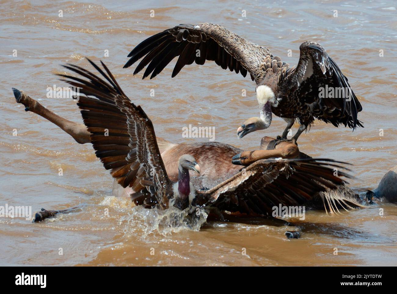 White backed vulture pair hi-res stock photography and images - Alamy
