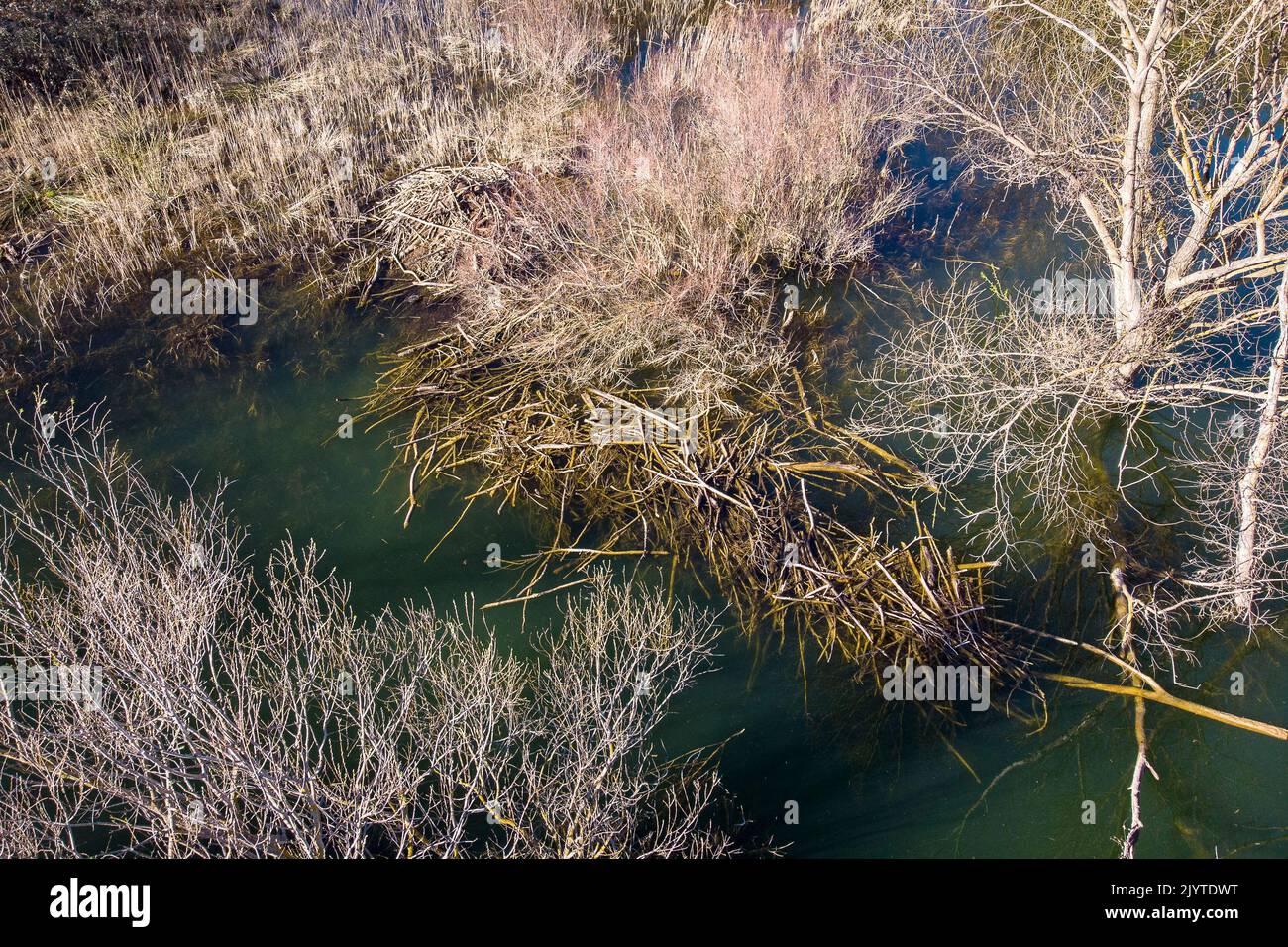 European Beaver den, Calavon river, Luberon, France Stock Photo - Alamy