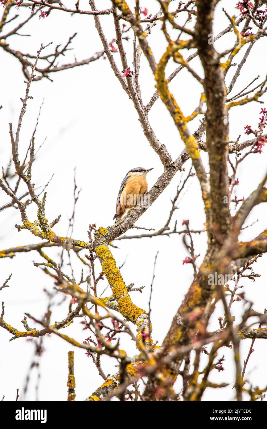 Wood Nuthatch (Sitta europaea) in a flowering almond tree, Luberon ...