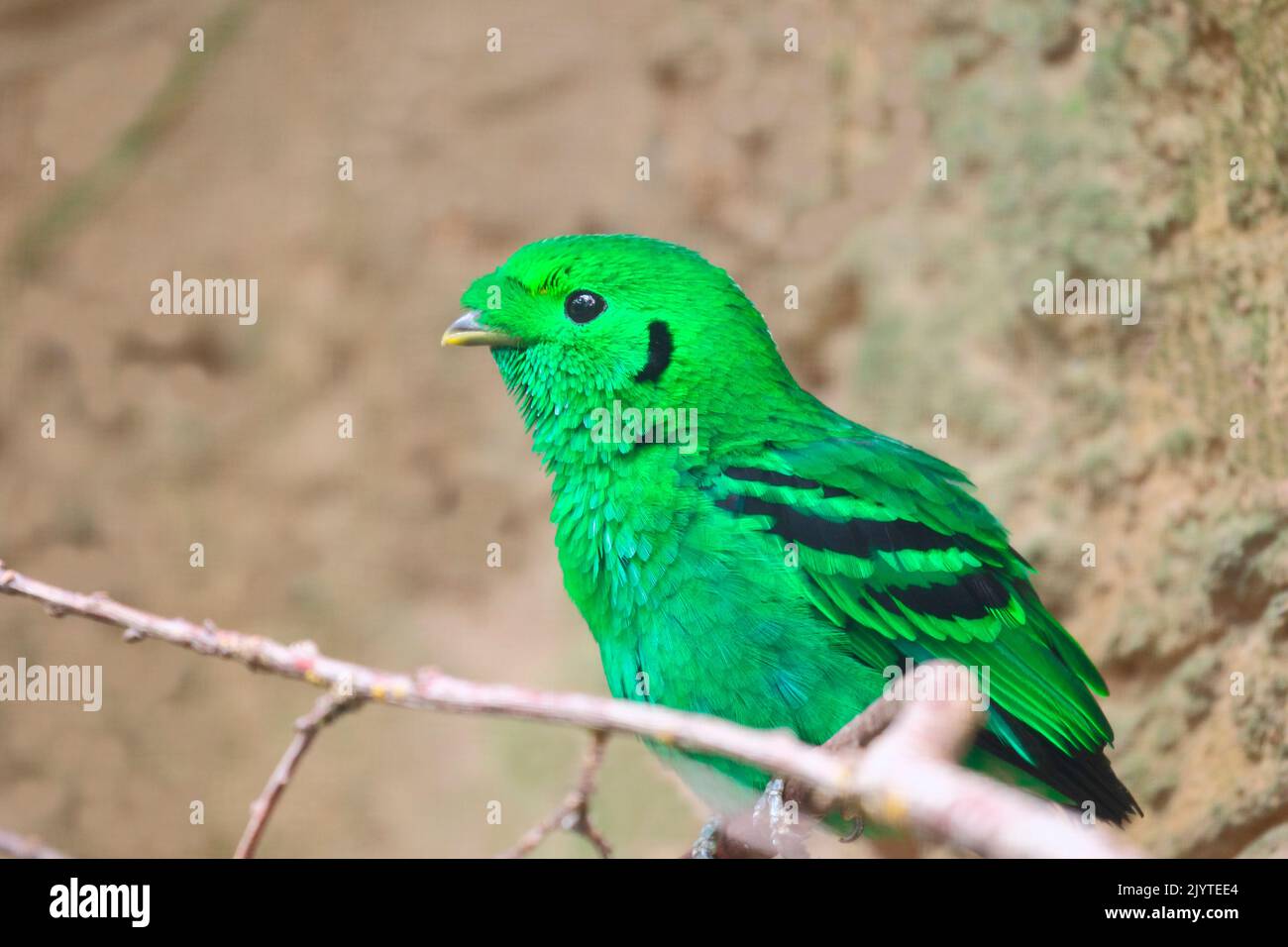 Green broadbill (Calyptomena viridis) male on a branch, Borneo Stock ...