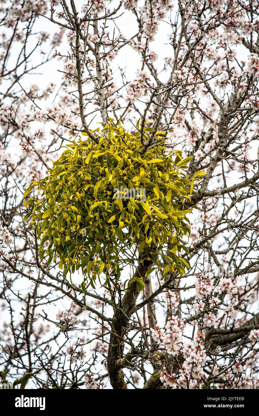 European mistletoe (Viscum album) in a flowering almond tree, Luberon ...