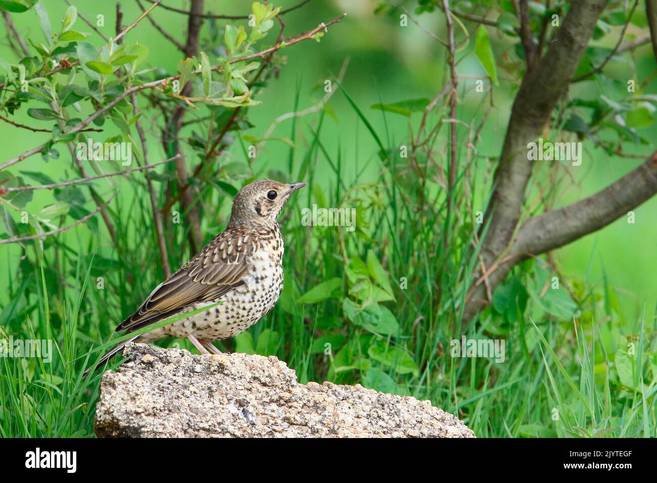 Mistle Thrush (Turdus viscivorus) adult on a rock in a meadow ...