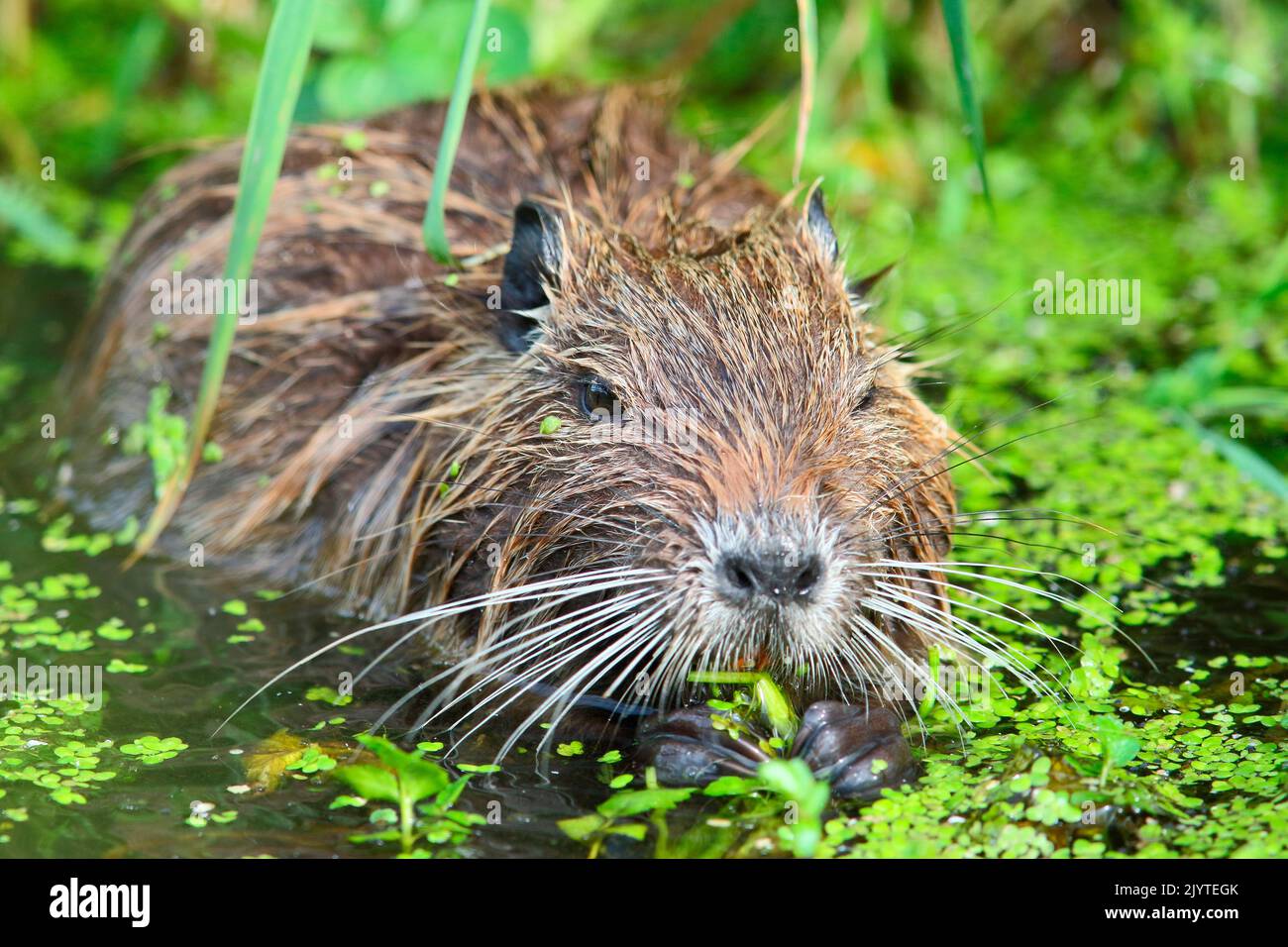 Coypu (Myocastor coypus Stock Photo - Alamy