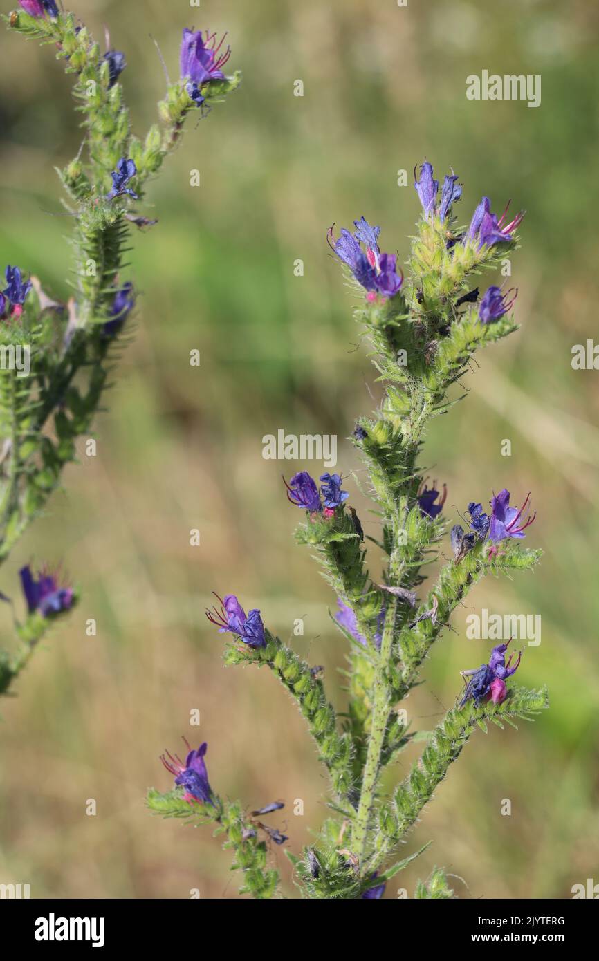 Hermaphrodite species hi-res stock photography and images - Alamy