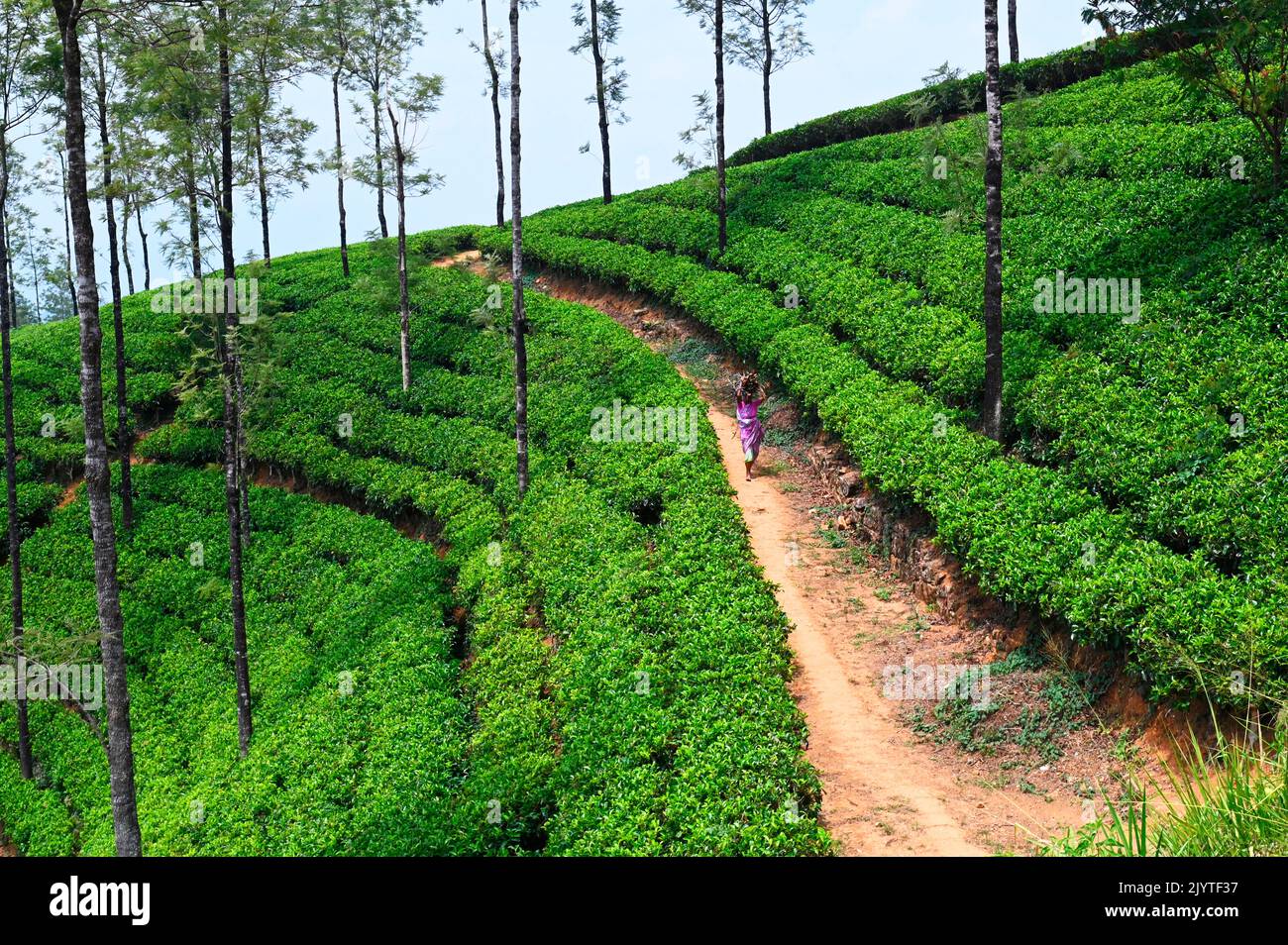 Tea plantations on the mountains around the city of Nuwara Aliya ...