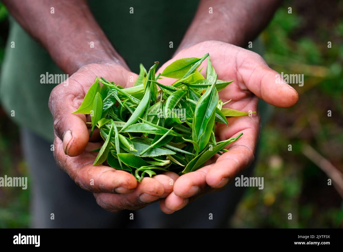 Very young leaves in the hand of a man picking up those leaves to make ...