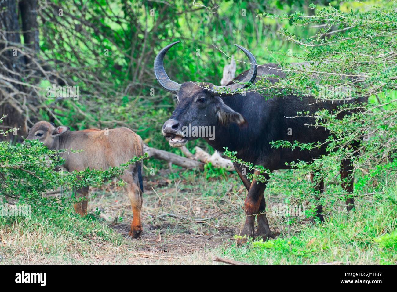 Water buffalo (Bubalus bubalis) female with its young. Yala national ...