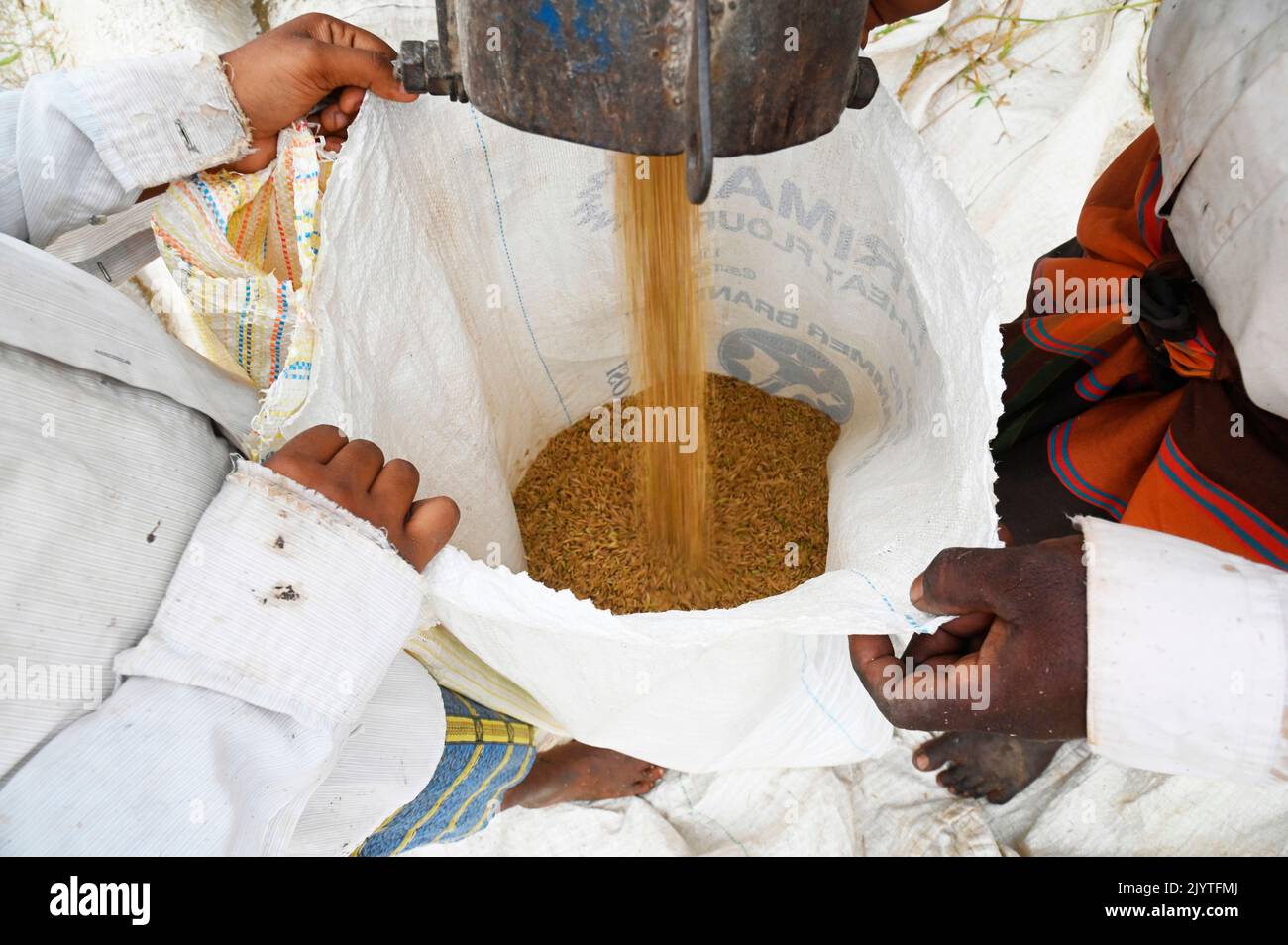 People in a rice field harvesting the rice with a machine separating ... People in a rice field harvesting the rice with a machine separating ...