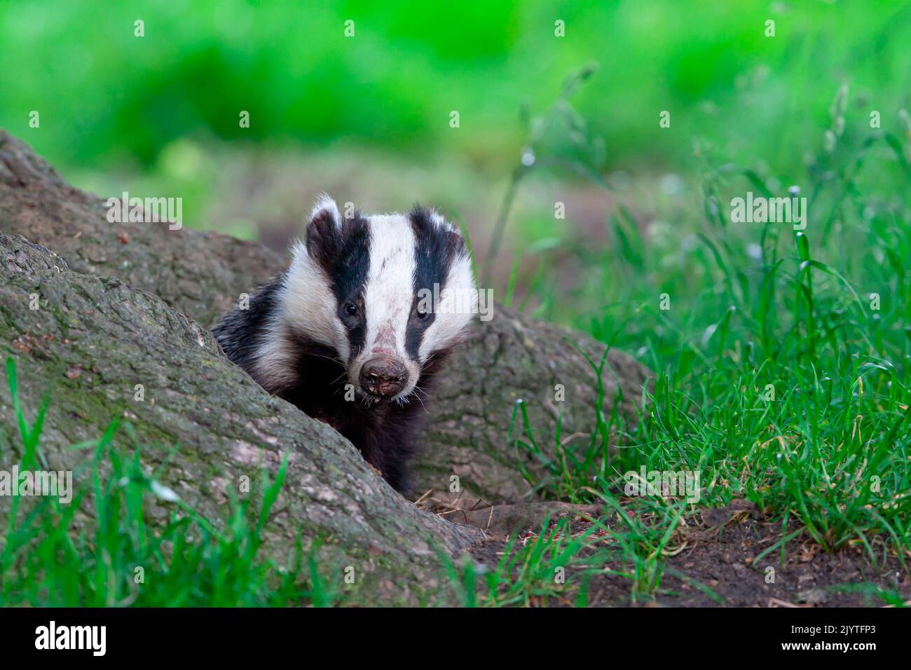 Badger (Meles meles) coming out from under an oak tree Stock Photo - Alamy